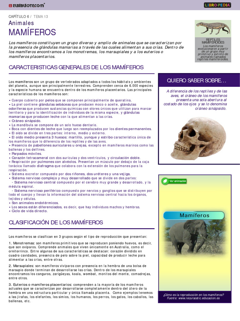 MAMIFEROS | PDF | Mamíferos | Marsupiales