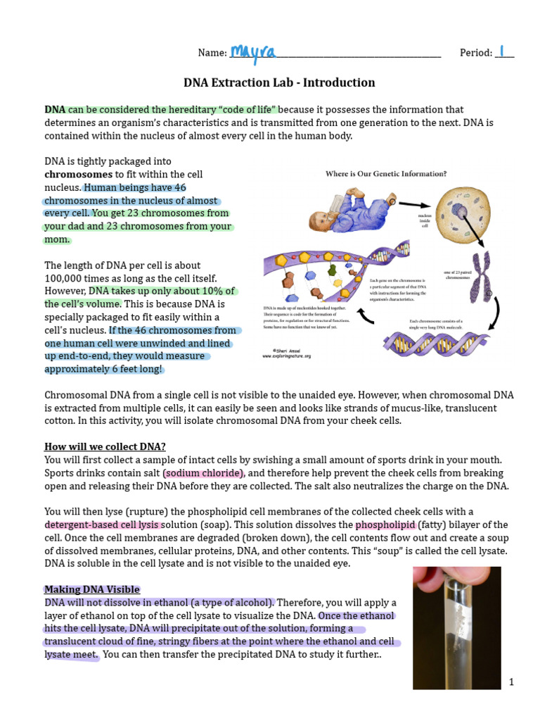 Dna Extraction Lab 2024 | PDF | Dna | Cell (Biology)