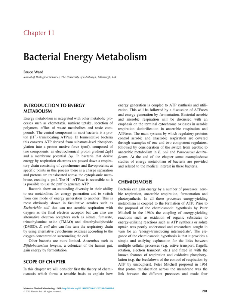 Bacterial Energy Metabolism Explained | PDF | Cellular Respiration ...