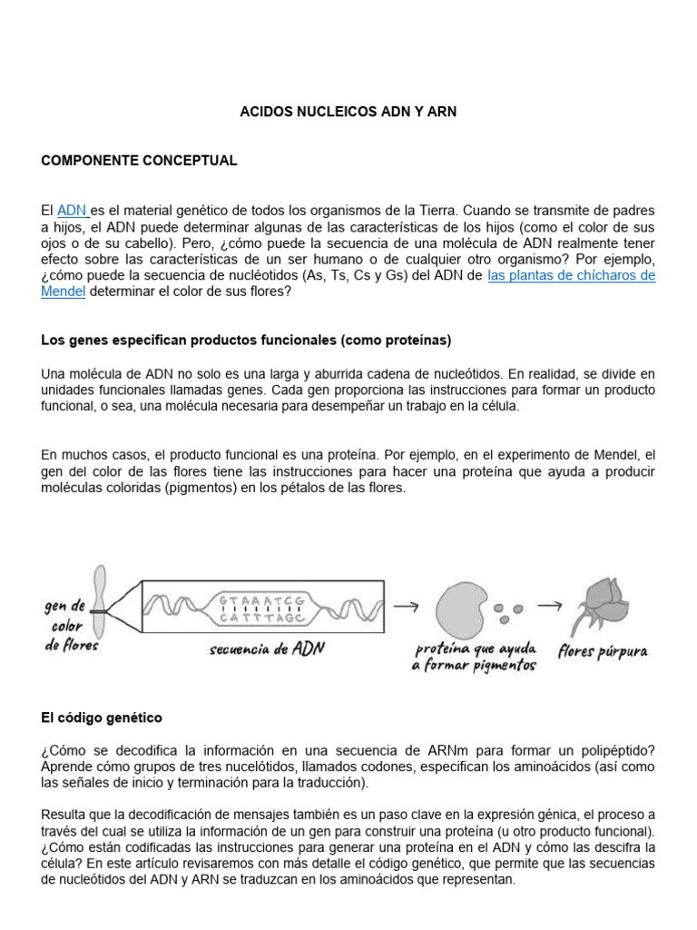 Acidos Nucleicos Adn y Arn | Descargar gratis PDF | Rna | Adn