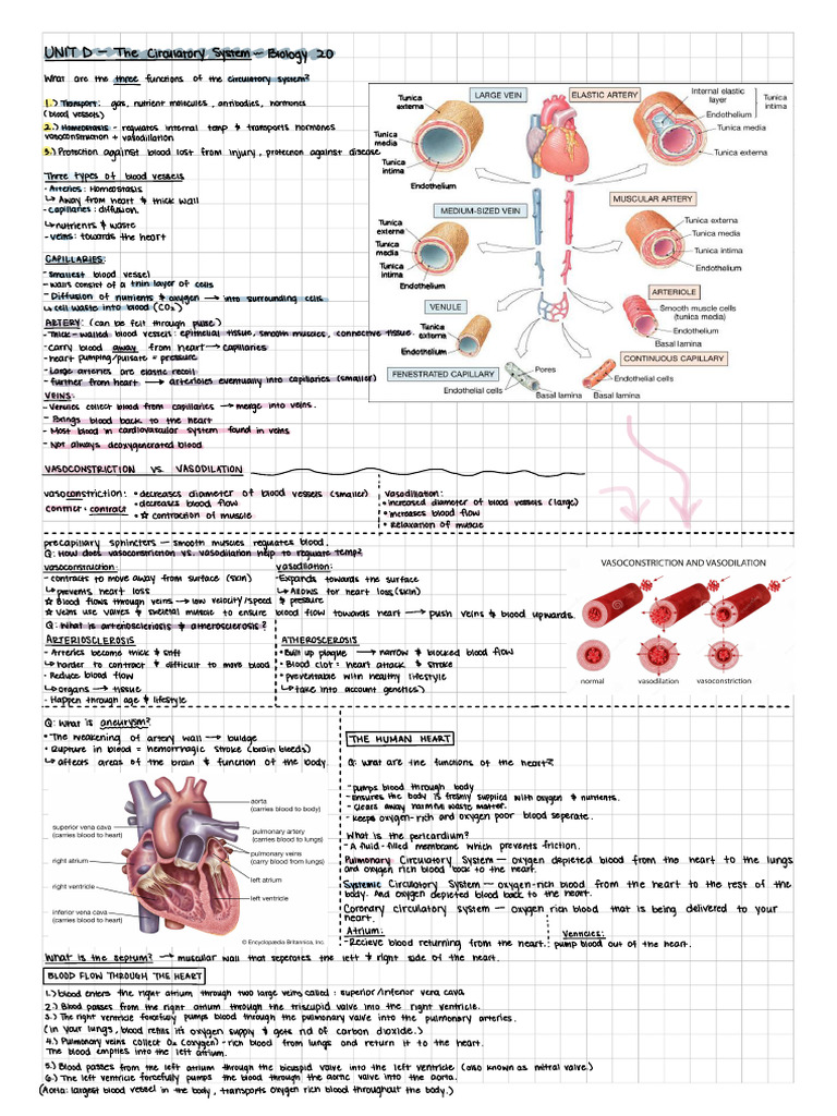 Unit D - Circulatory System | PDF