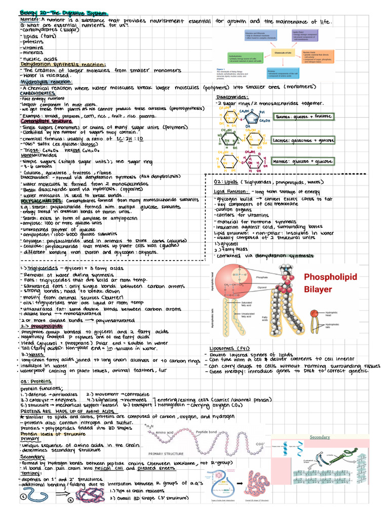 Unit D- Digestive System IIm | PDF