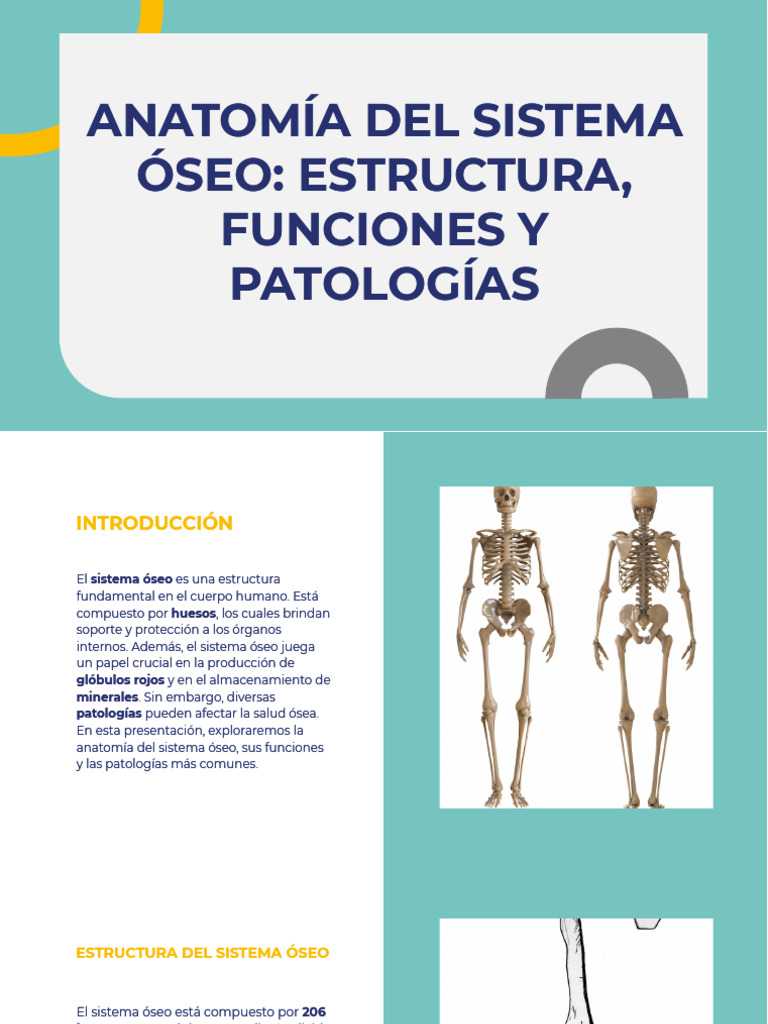 Anatomía y Patologías del Sistema Óseo | PDF | Hueso | Articulación