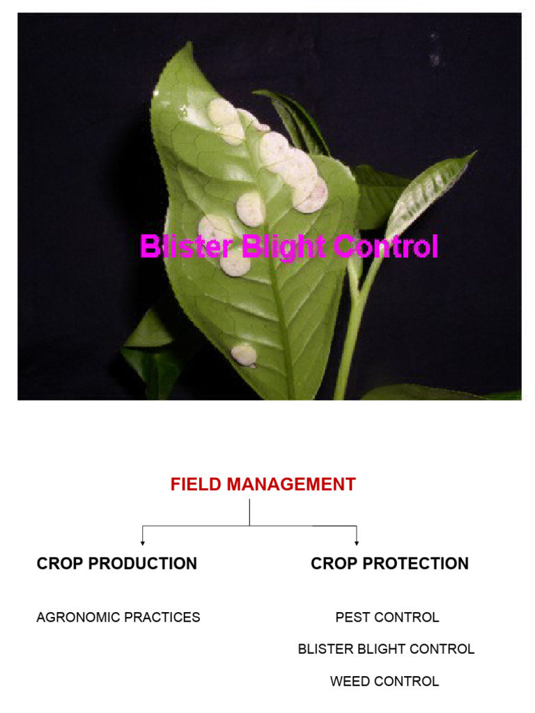 Blister Blight Disease in Tea | PDF | Fungus | Parasitism