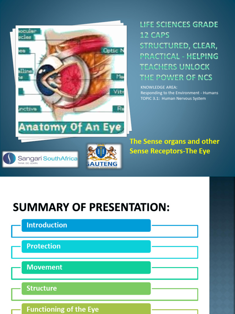 Human Eye Structure and Function | PDF | Eye | Senses