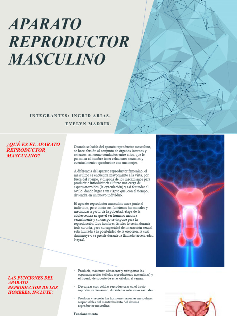 Aparato Reproductor Masculino | Descargar gratis PDF | Sistema ...