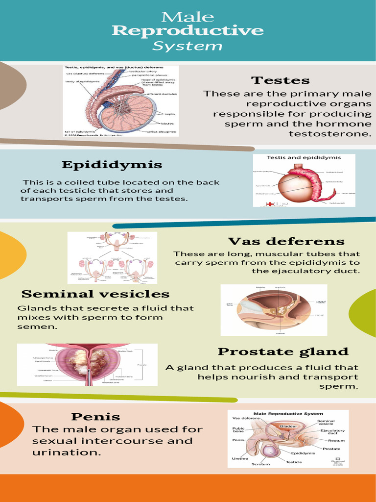 Reproductive Systems (Infographic) | PDF | Reproductive System ...
