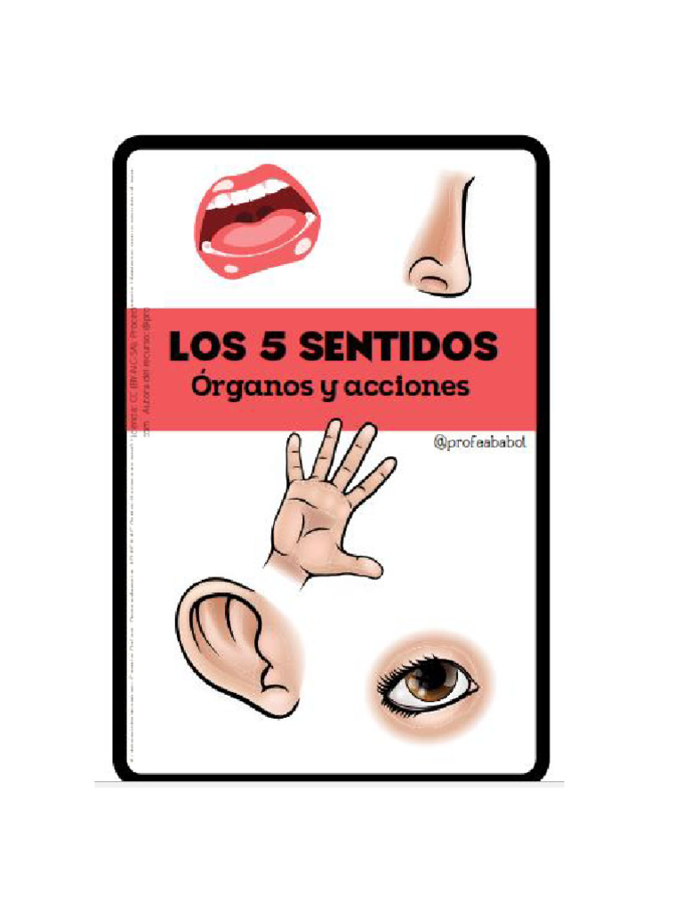 Cuaderno TEACCH Los 5 Sentidos | PDF