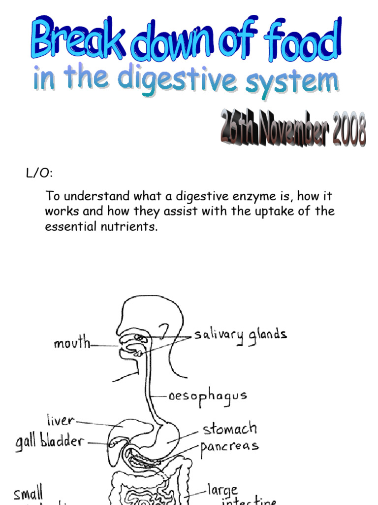 Enzymes and Digestion | PDF | Stomach | Enzyme