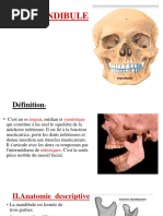 Anatomie du diaphragme stylien | PDF | Tête et cou chez l'humain ...