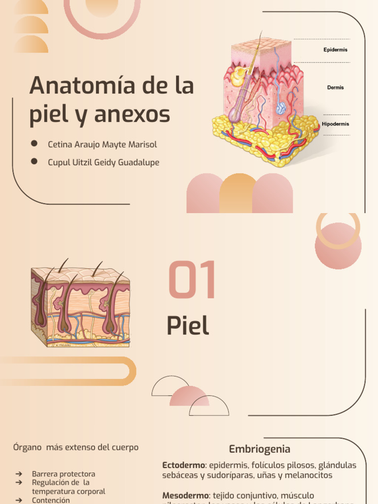 Anatomía de La Piel y Anexos | PDF | Piel | Epidermis