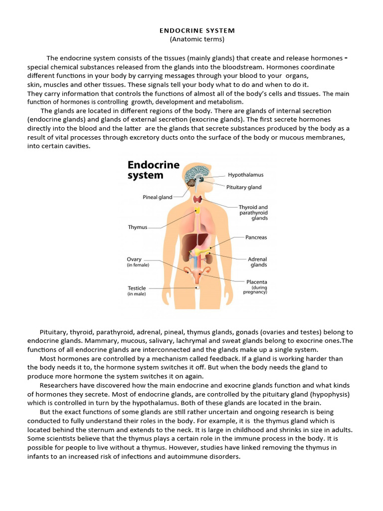 ENDOCRINE SYSTEM | PDF