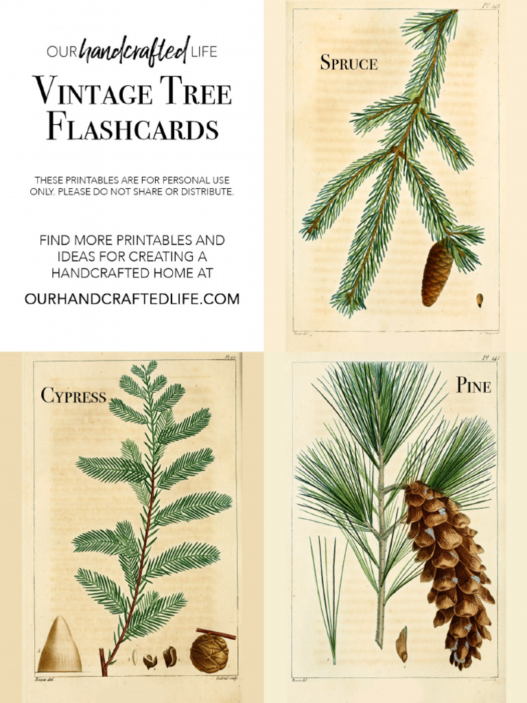 Trees - Vintage Science Flash Cards - Our Handcrafted Life | PDF