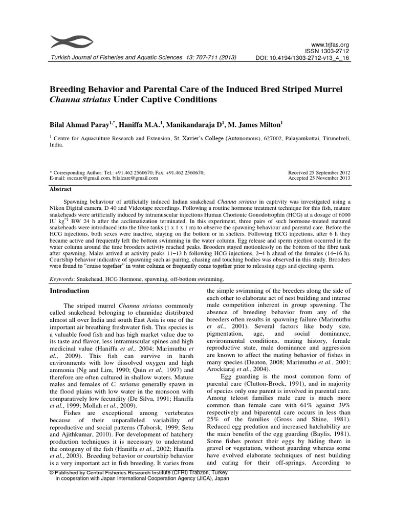 Breeding Behavior and Parental Care of The Induced Bred Striped Murrel ...