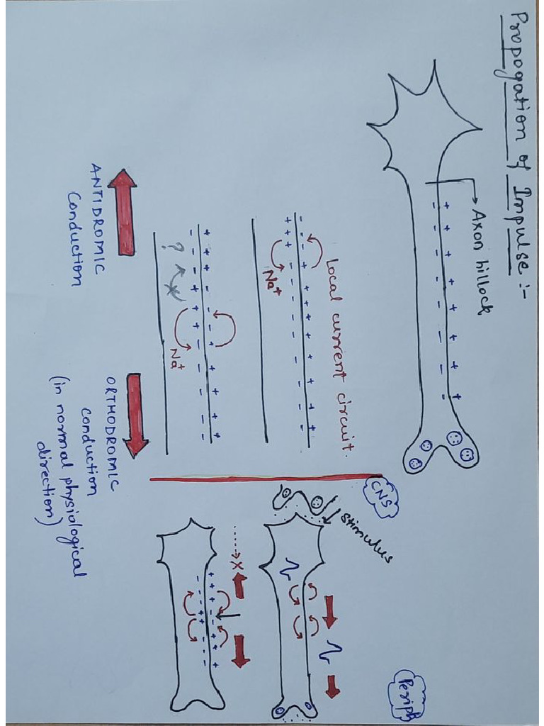 Propagation of Action Potential - Nerve Muscle Physio | PDF