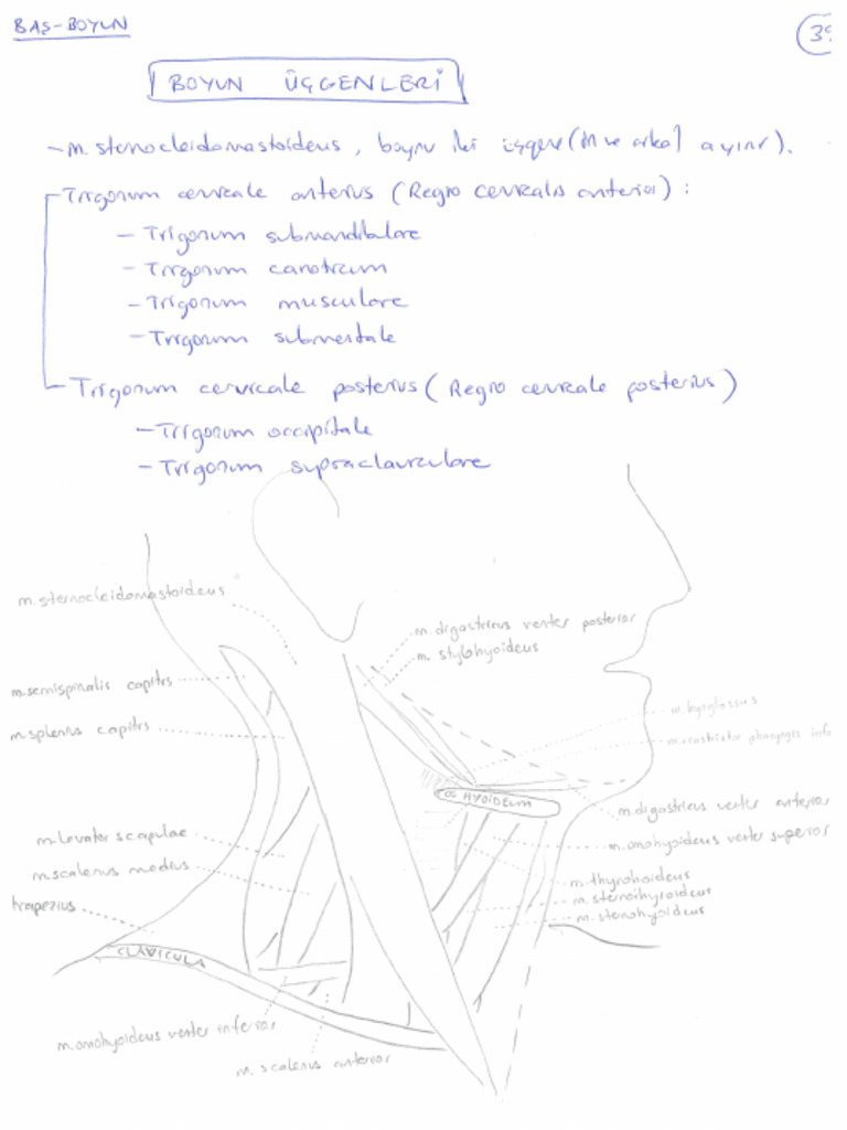 Bac59f Boyun 3 Boyun C3bcc3a7genleri | PDF