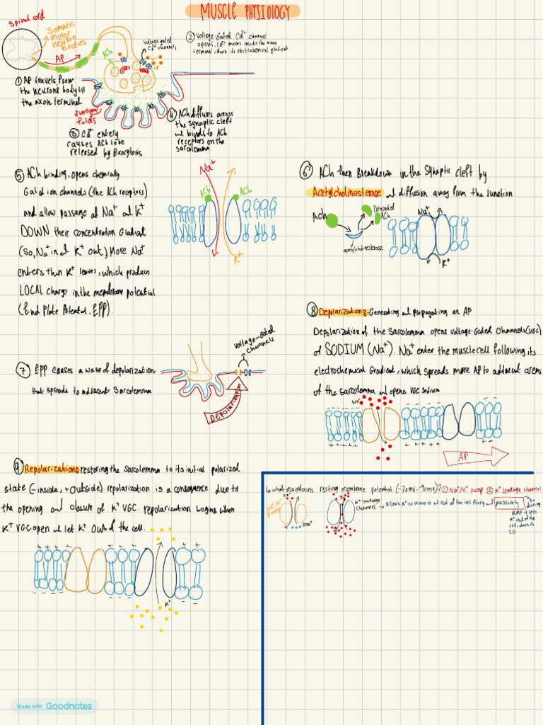 Human Bio Muscle Physiology | PDF | Depolarization | Acetylcholine