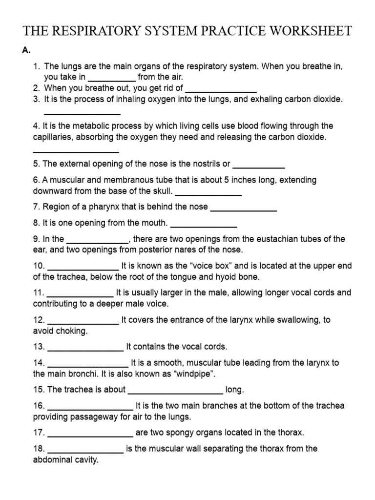 The Respiratory System Practice Worksheet | Download Free PDF ...