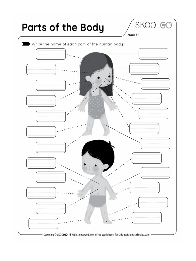 Body Parts Sexto MM | PDF