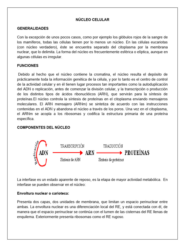 Núcleo Celular | PDF | Nucleo celular | Biología Celular)
