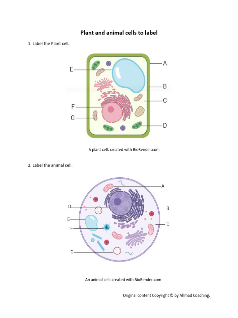 Plant and Animal Cell Labeling Guide | PDF