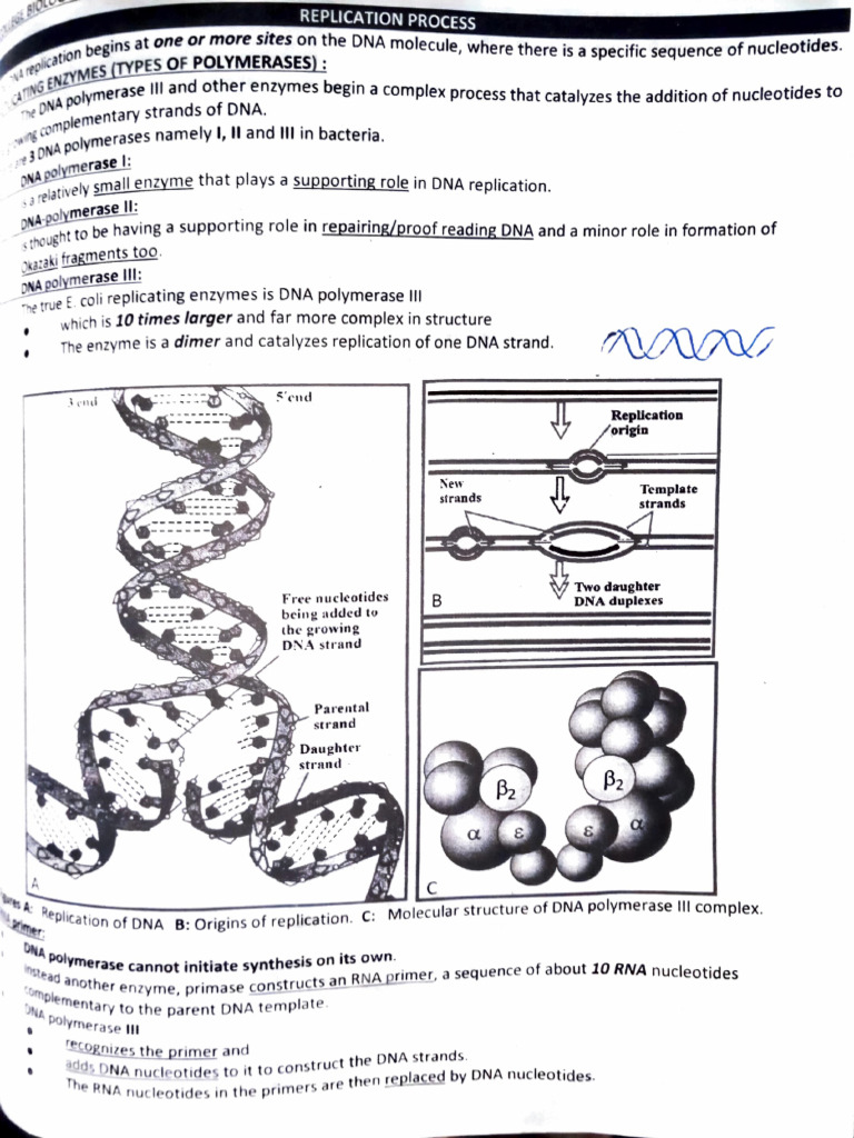 Biology Part 1 | PDF | Dna Replication | Primer (Molecular Biology)