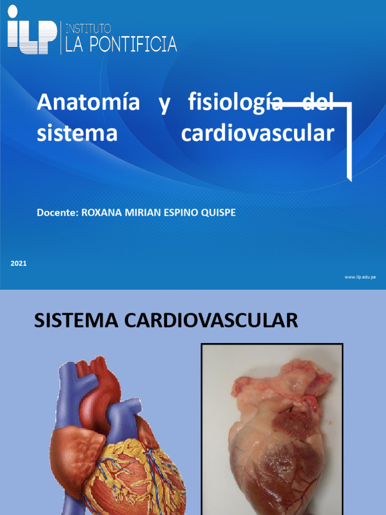 Anatom - Clase 6-Sistema Cardiovascular | PDF | Corazón | Ventrículo (corazón)
