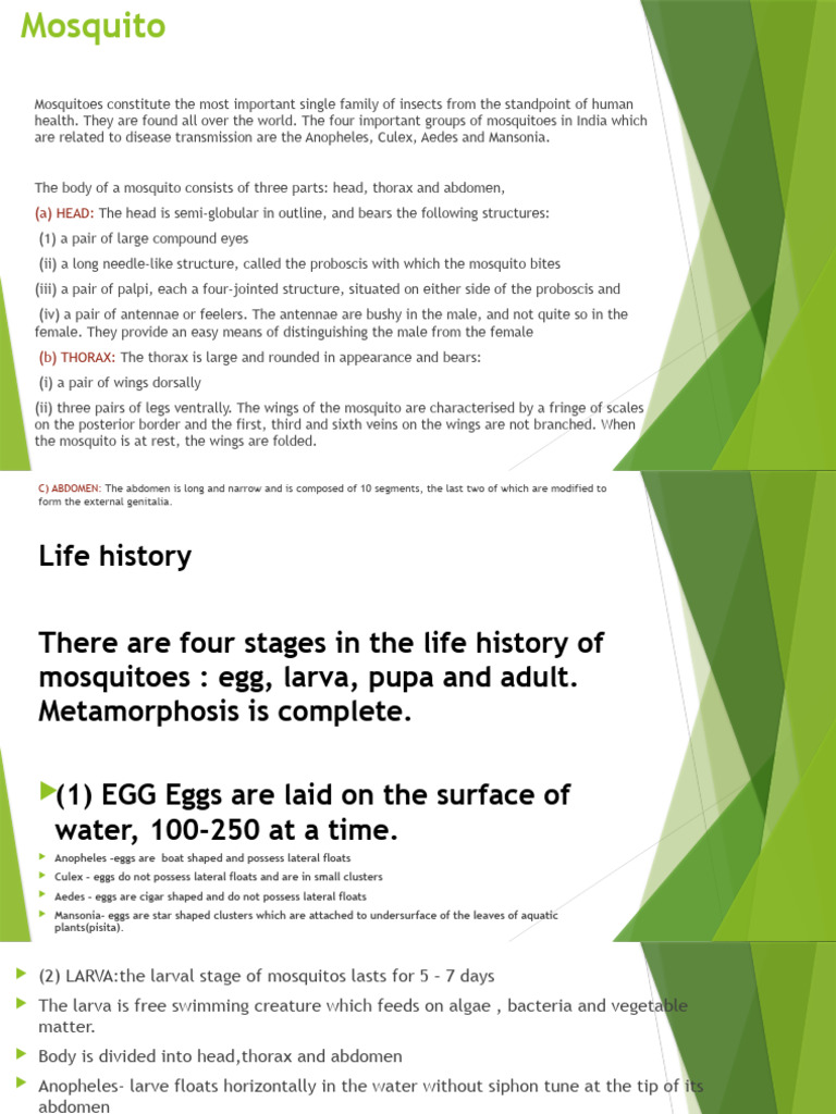 Mosquito Presentation | Download Free PDF | Mosquito