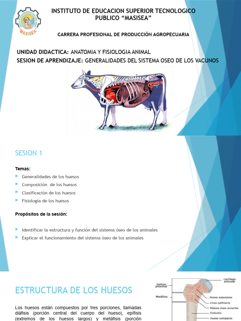 Anatomia y Fisiologia Animal Sesion 3 | Descargar gratis PDF | Pelvis ...