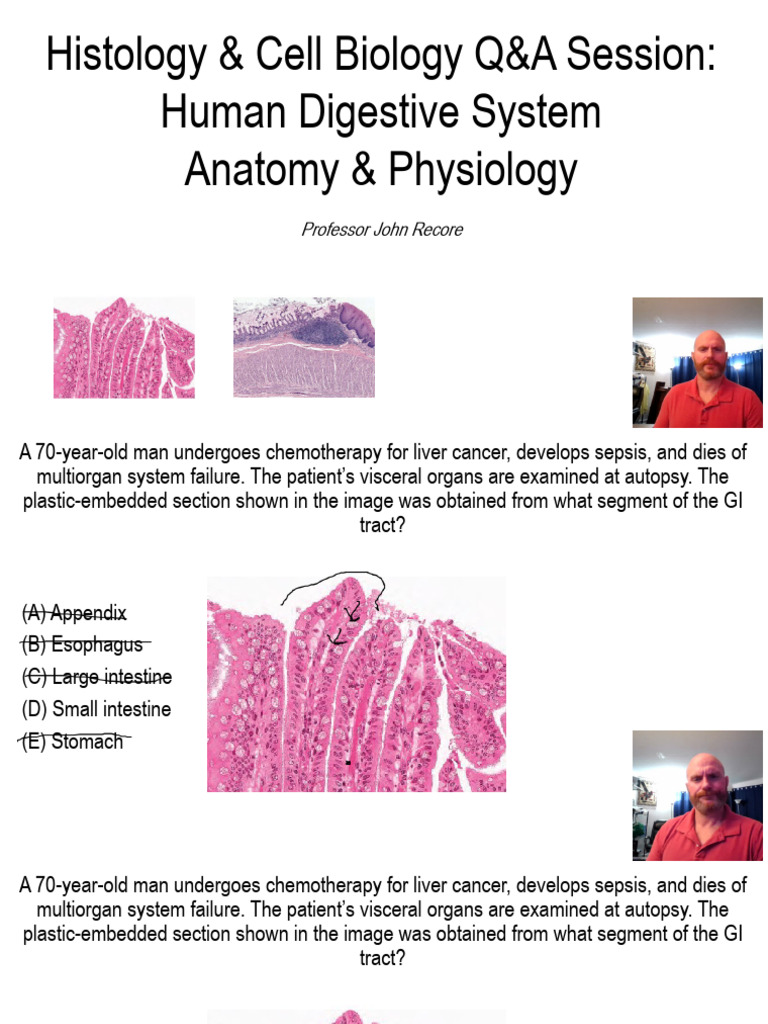 Digestive Lab Physioverse PowerTorial | Download Free PDF ...