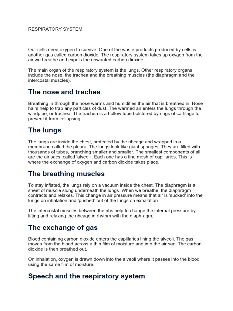 Respiratory System | Download Free PDF | Respiratory Tract | Respiratory System