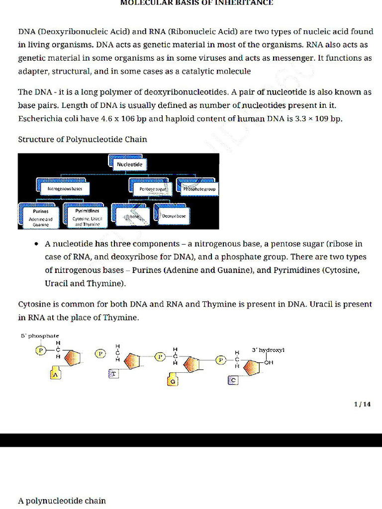 Molecular Basic of Inheritance | PDF