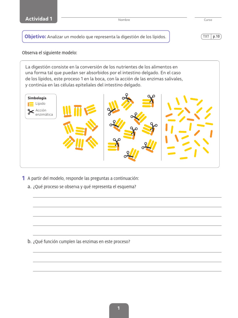 Cienciasnaturales Vicho Act1 | PDF | Digestión | Presión sanguínea