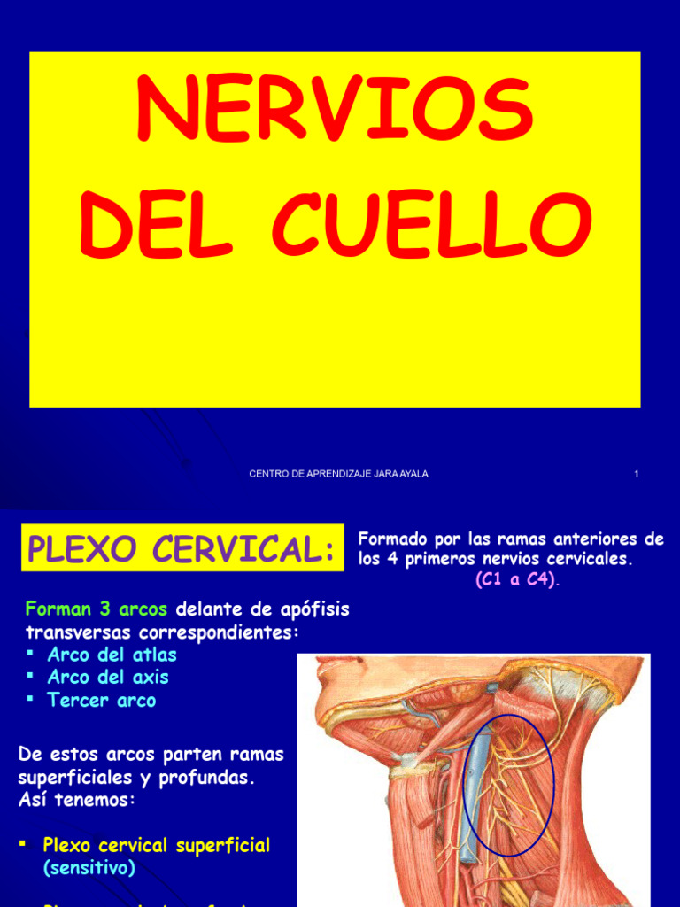 CAJA -NERVIOS DE CABEZA Y CUELLO (1) | PDF | Cabeza y cuello humanos | Tórax (anatomía humana)
