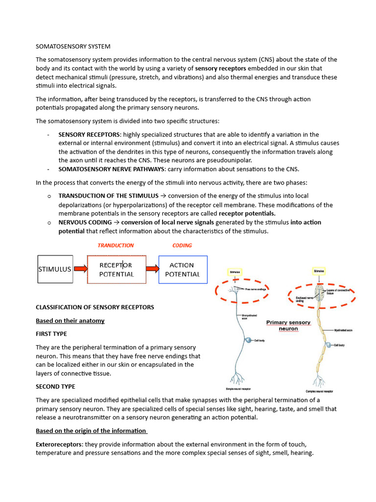 Somatosensory System - Skin | PDF | Stimulus (Physiology) | Neuron