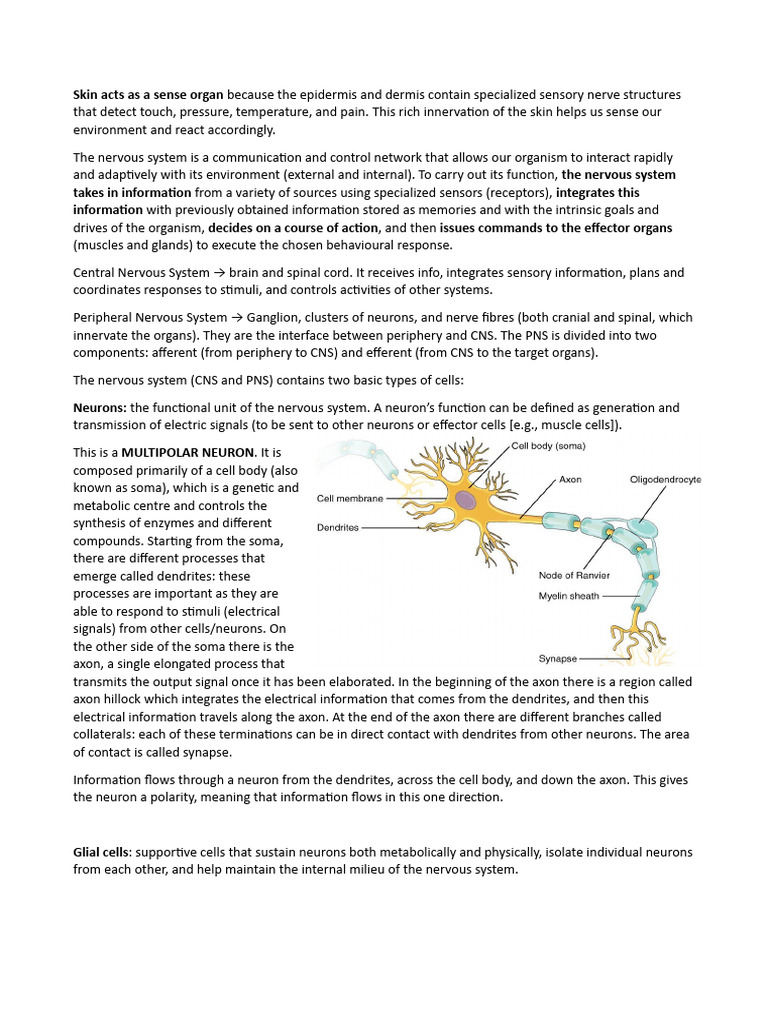 Neurons - Skin | PDF | Chemical Synapse | Action Potential