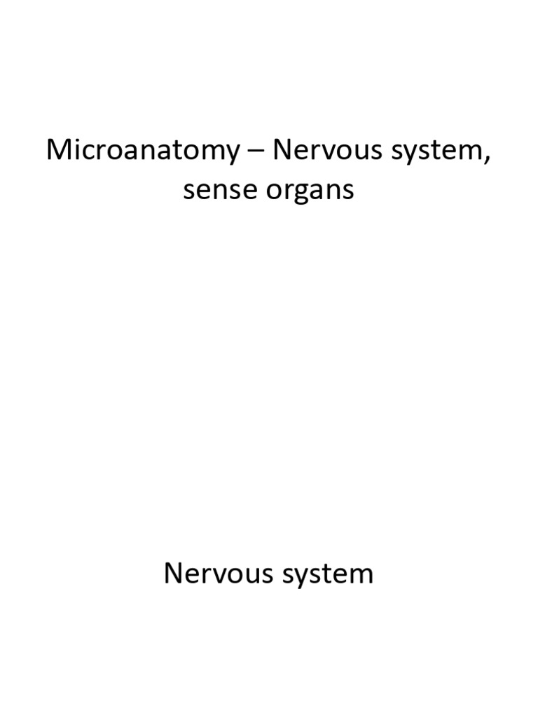Microanatomy - Nervous System, Sense Organs | PDF | Cerebellum | Nerve