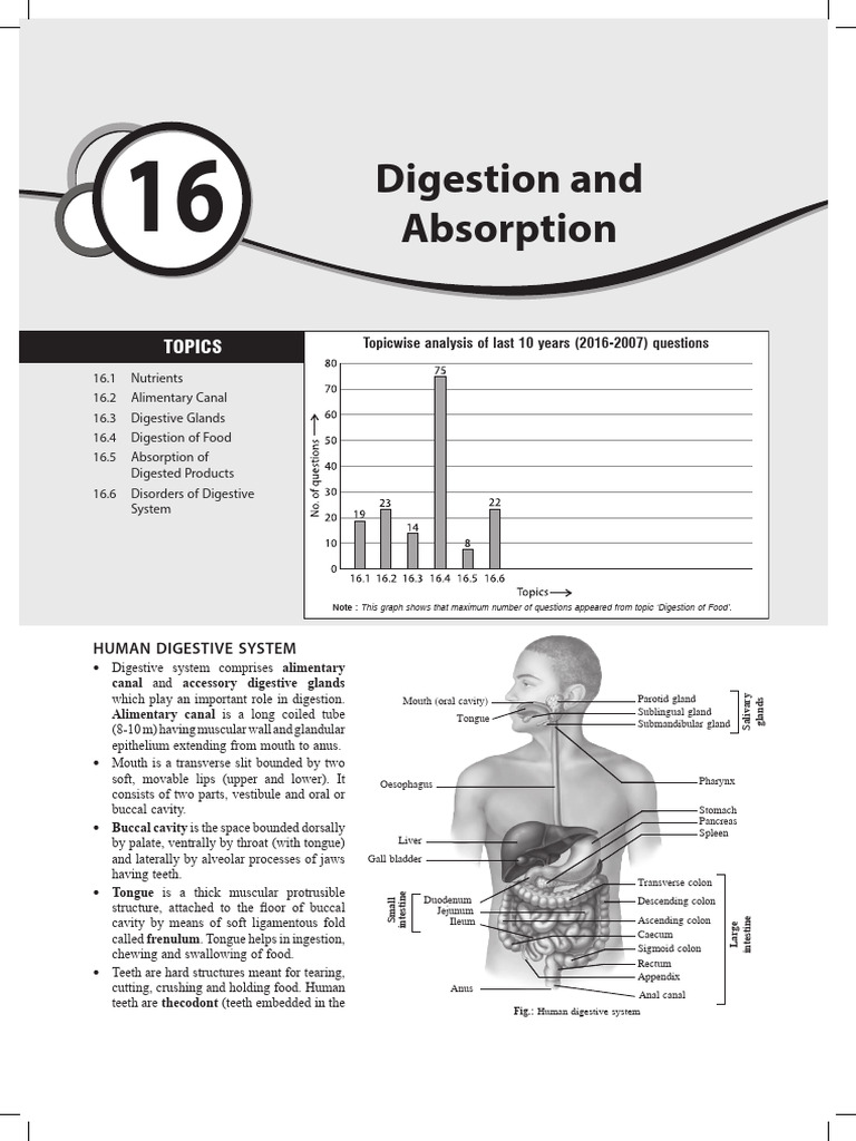 Digestion and Ansorption Notes PDF | PDF | Stomach | Gastrointestinal Tract