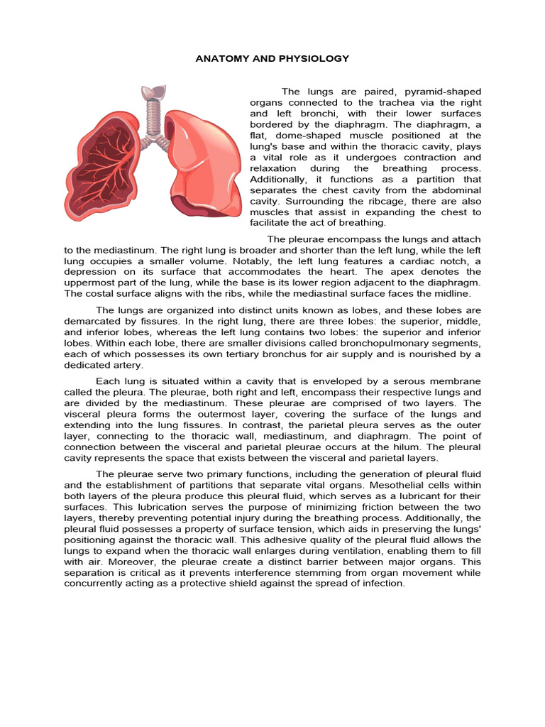 Anaphy Lungs | Download Free PDF | Lung | Anatomy