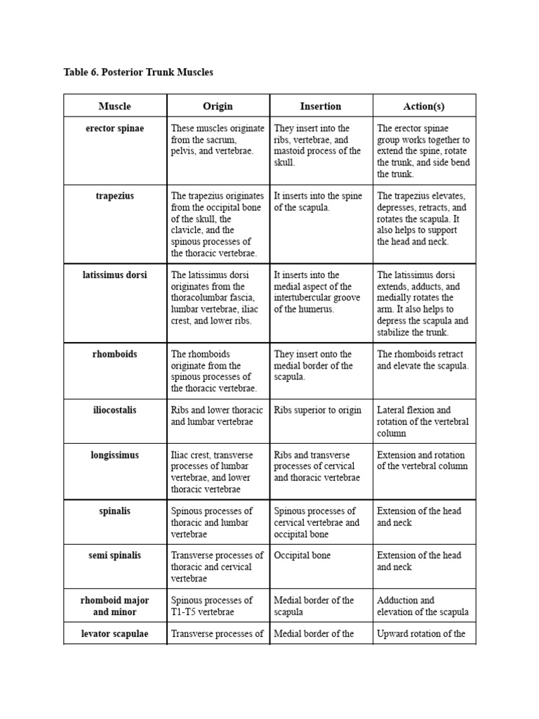 Posterior Trunk Muscles | PDF | Vertebra | Vertebral Column