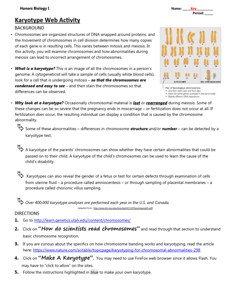 Karyotype Web Activity Key-1 | PDF | Ploidy | Chromosome