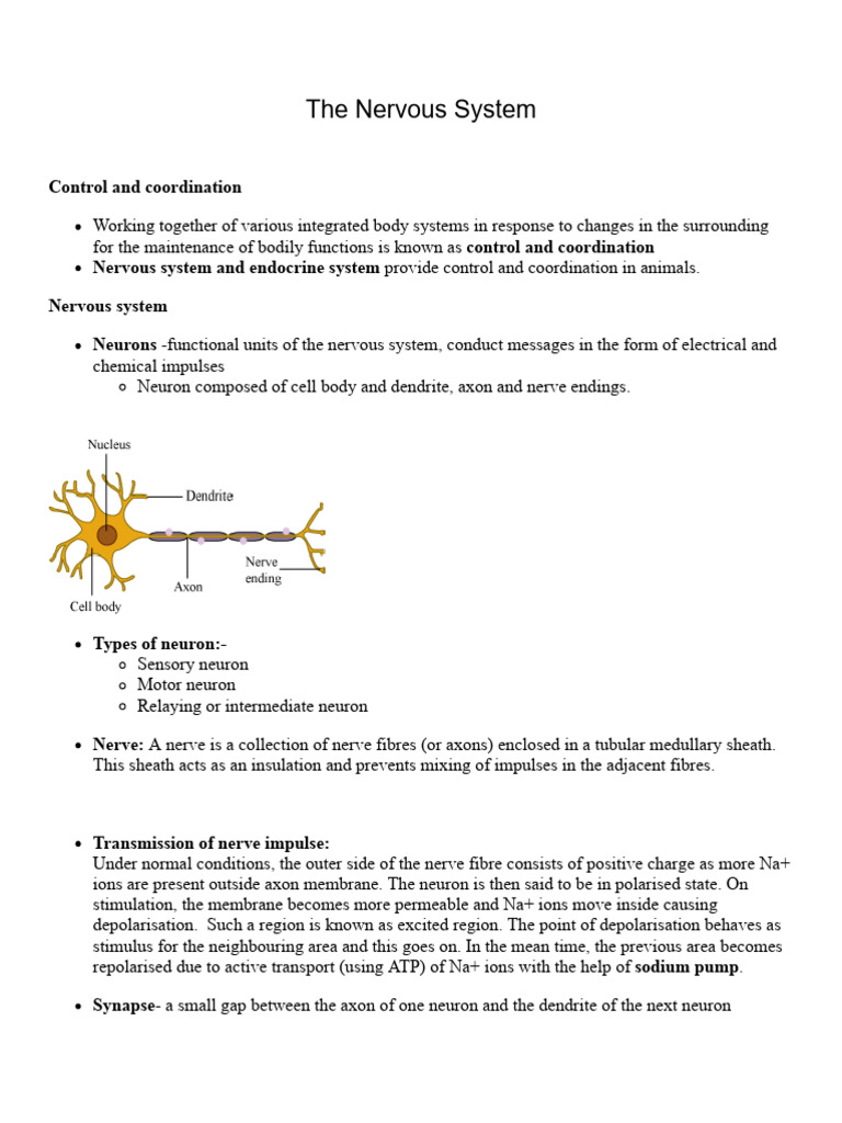 Nervous System Classs 10th Icse | PDF | Nervous System | Neuron