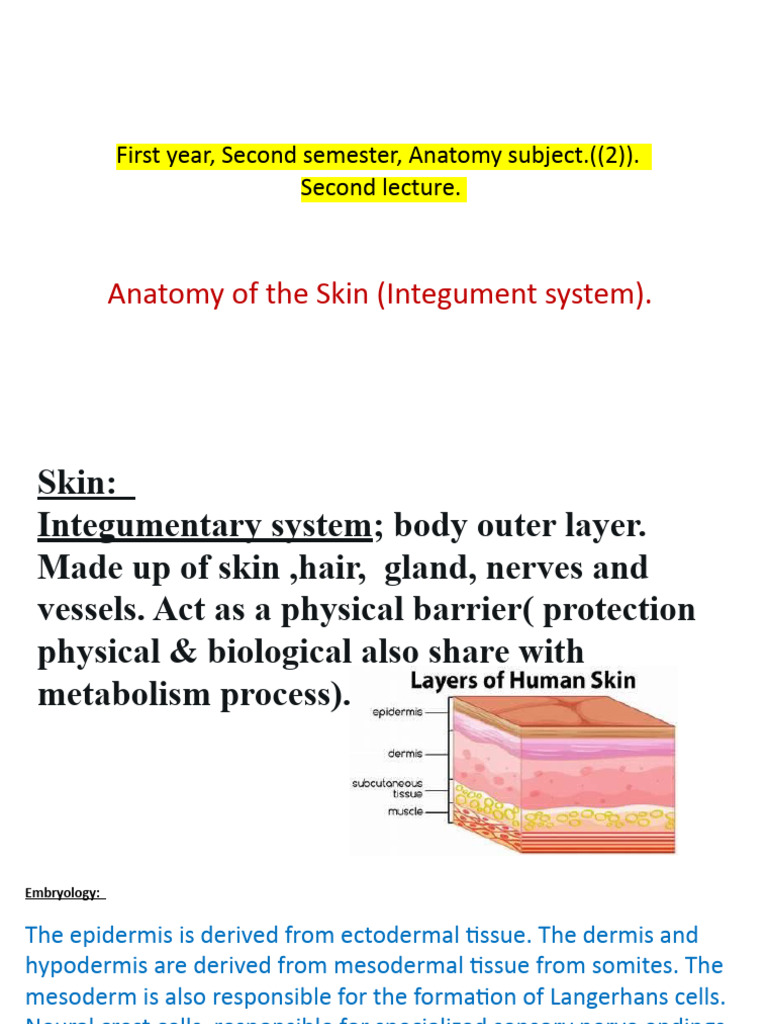 First Year, Second Semester, Anatomy Subject 2023 2024 L 2 | PDF | Skin ...