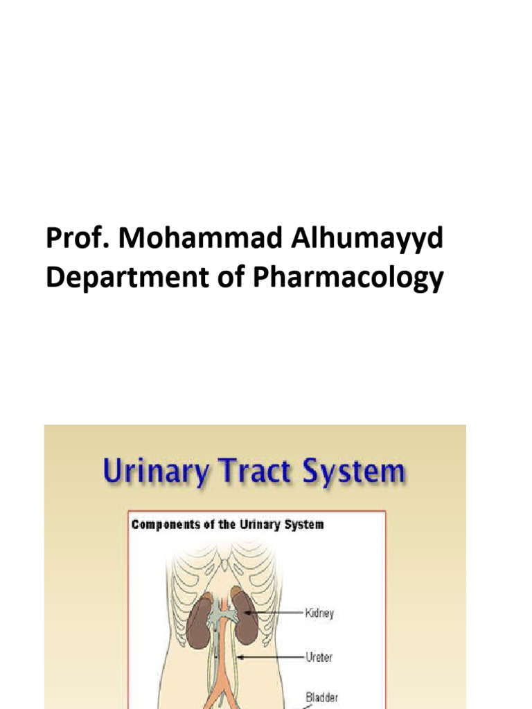 L 1+2 - Urinary Tract Infectins | PDF | Urinary Tract Infection ...