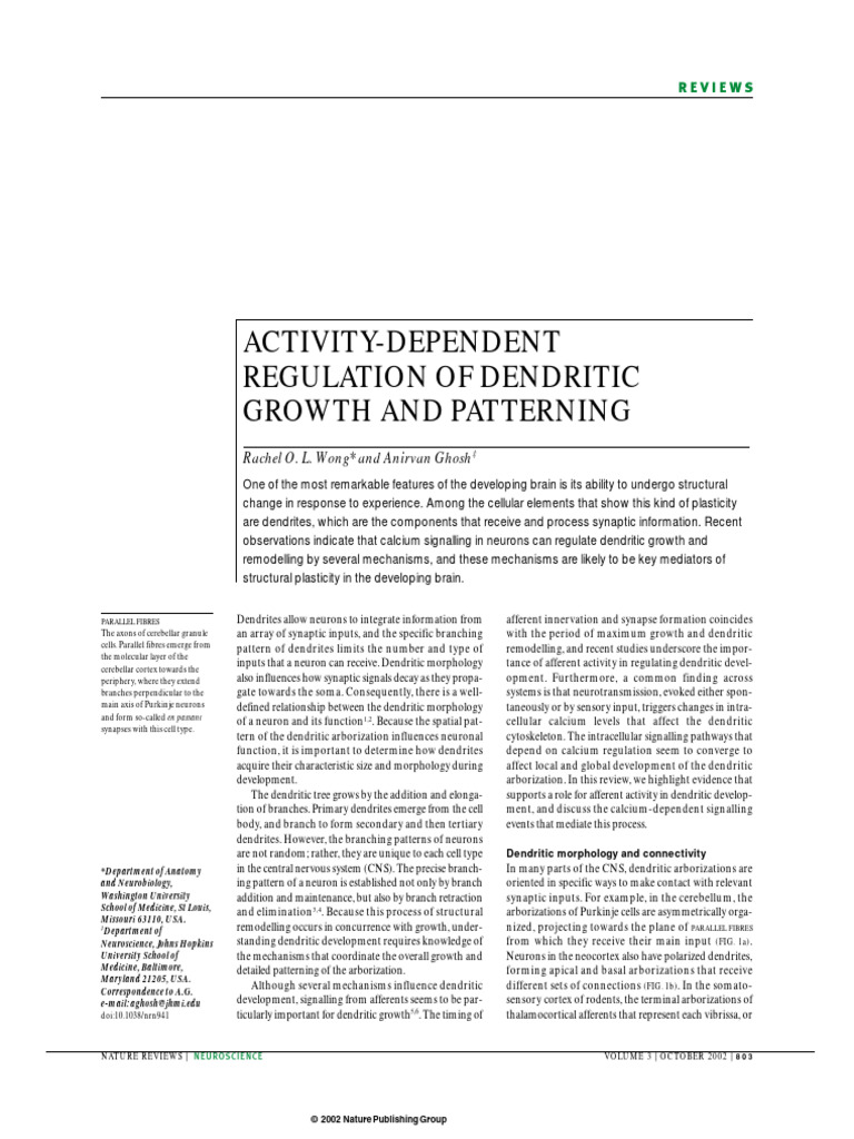 Activity-Dependent Regulation of Dendritic Growth and Patterning | PDF ...