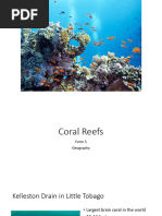 Coral Identification Guide for Divers | PDF | Coral | Coral Reef