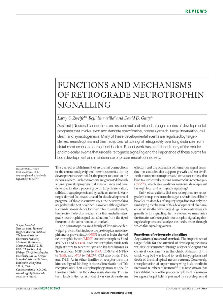 Neurotrophin Signalling in Neurons | PDF | Cell Signaling | Synapse