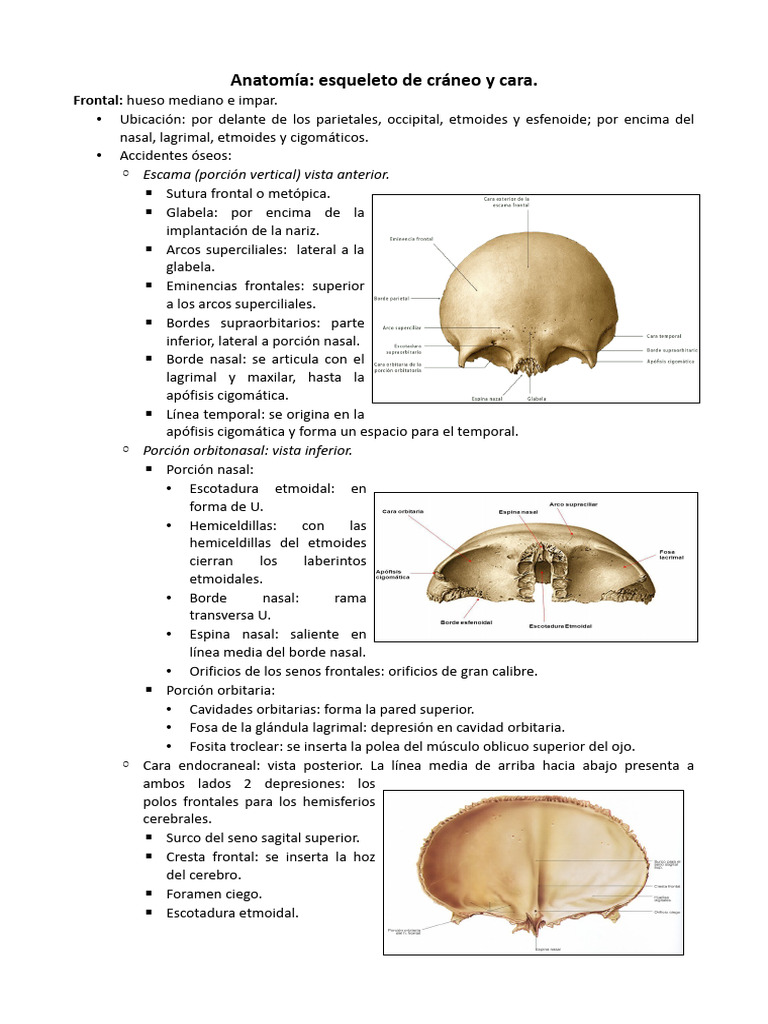 Anatomía 1. Esqueleto de Cráneo y Cara. Anatomía | Descargar gratis PDF | Anatomía | Cabeza y ...