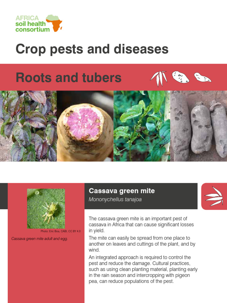 AHSC Summary Cards Tubers Lowres | PDF | Plants | Botany