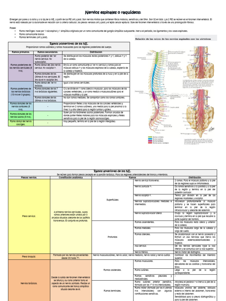 Anatomía 2. Nervios Espinales Cuadro Resúmen. | PDF | Neuroanatomía | Anatomía